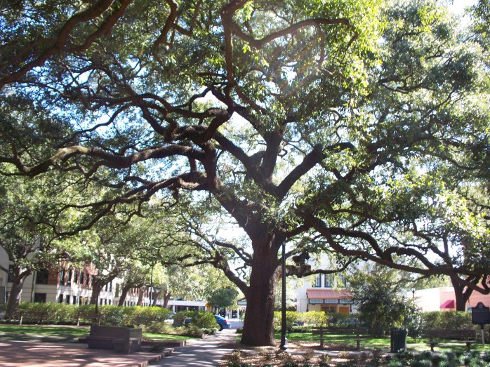 The Beauty of Savannah – Kim's Thoughts