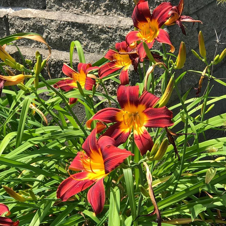 Photos of the Day – July 2nd and 3rd – Kim's Thoughts