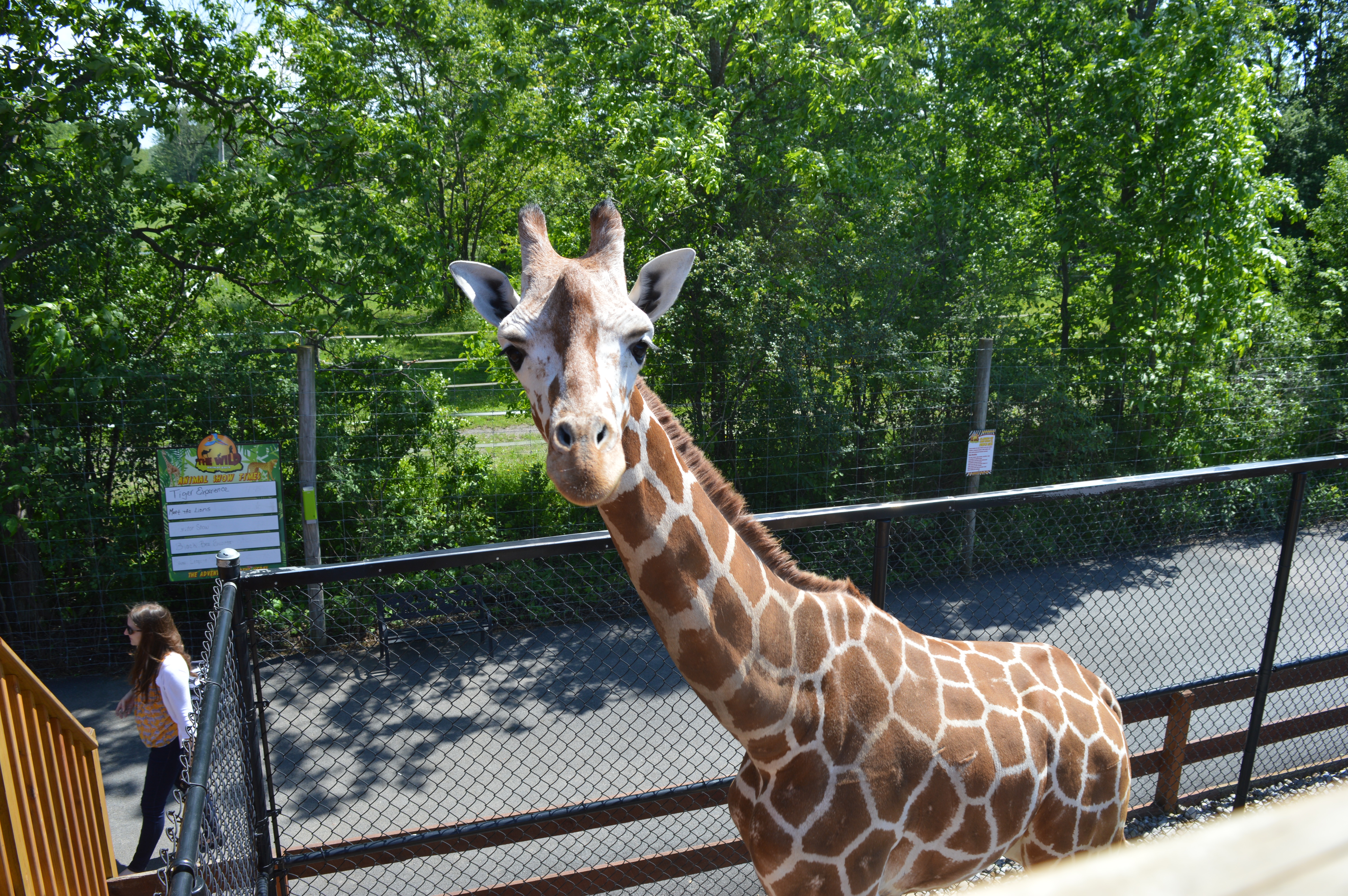 Wild Animal Park Adventure – June 2017 – Kim's Thoughts